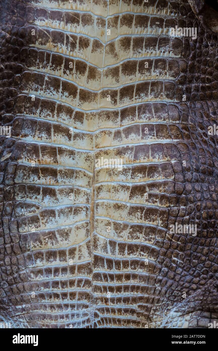 Crocodile skin texture closeup shot part of the back Stock Photo - Alamy