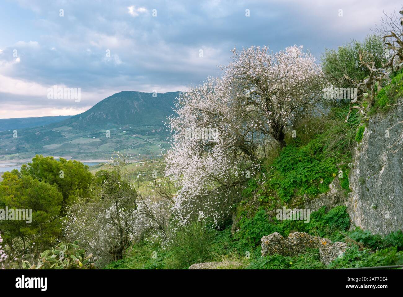 Flowering almond tree in a green landscape of southern Spain Stock ...