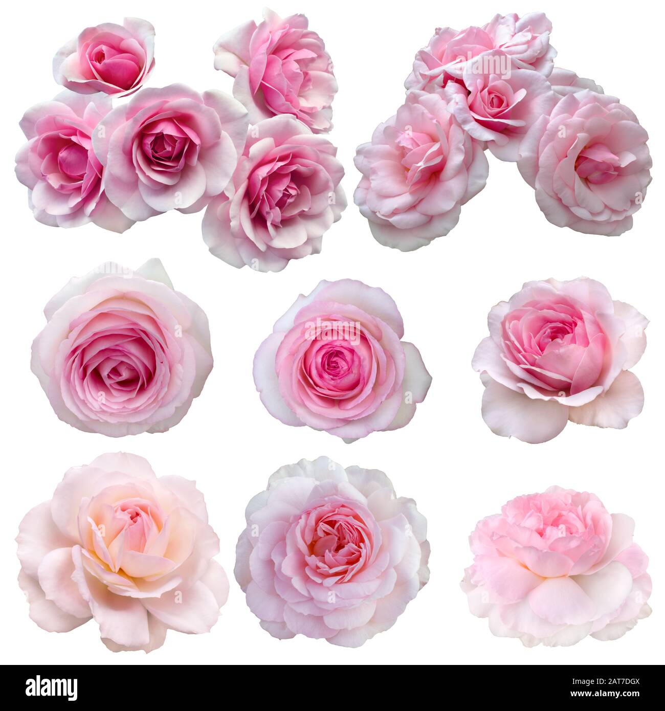 collage of delicate pink roses isolated on white background Stock Photo ...