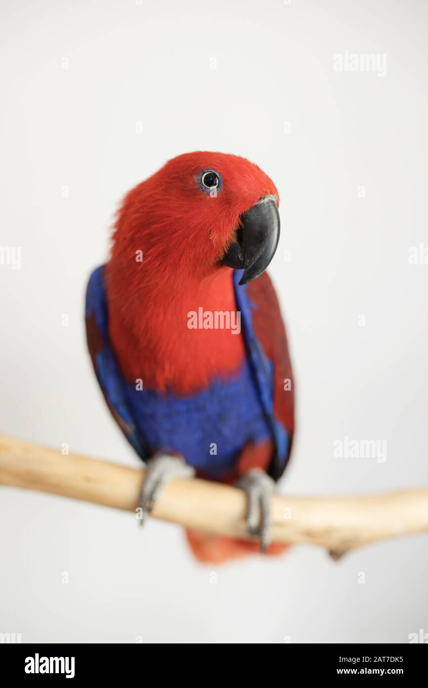 female red and blue captive eclectus parrot ( Eclectus roratus) sitting ...
