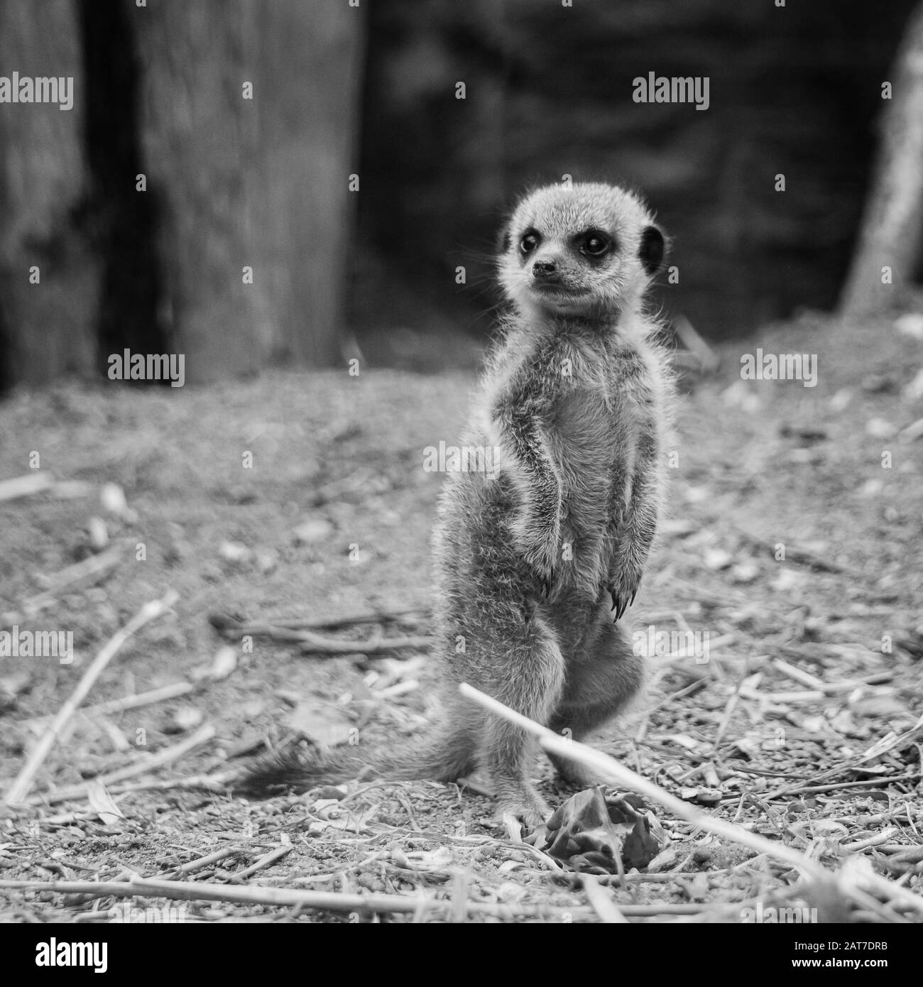 Cute meer kats hi-res stock photography and images - Alamy