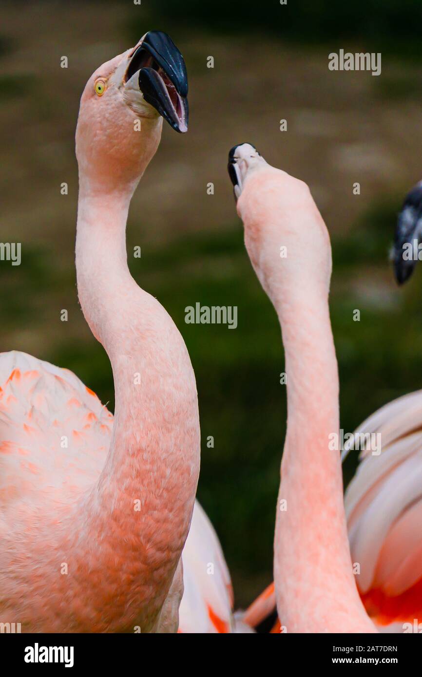Two flamingos squaring up for a fight Stock Photo - Alamy