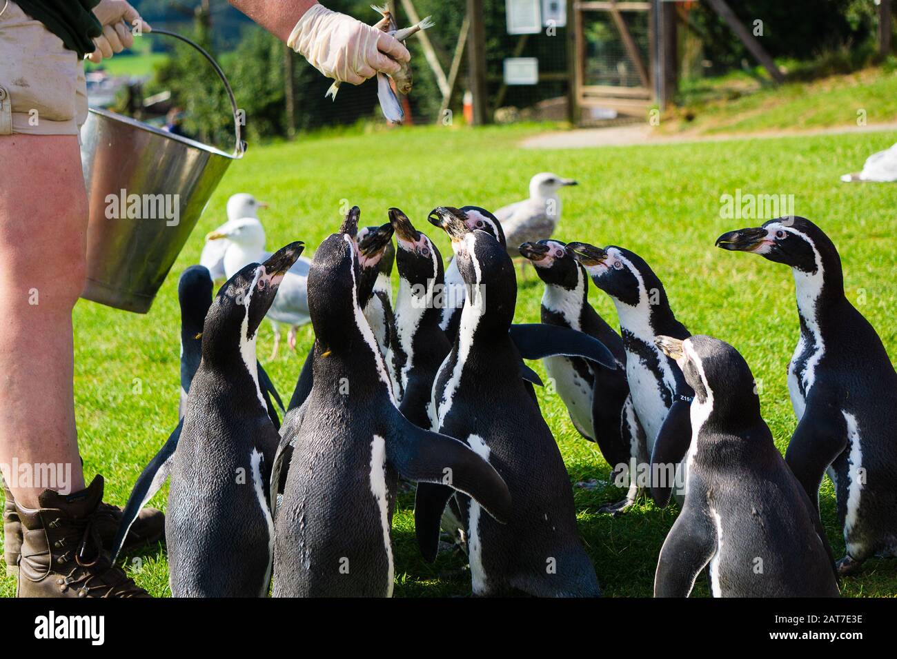 Penguin eating fish hi-res stock photography and images - Alamy
