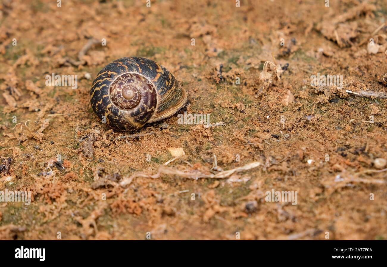 Patterned snail shell hi-res stock photography and images - Alamy