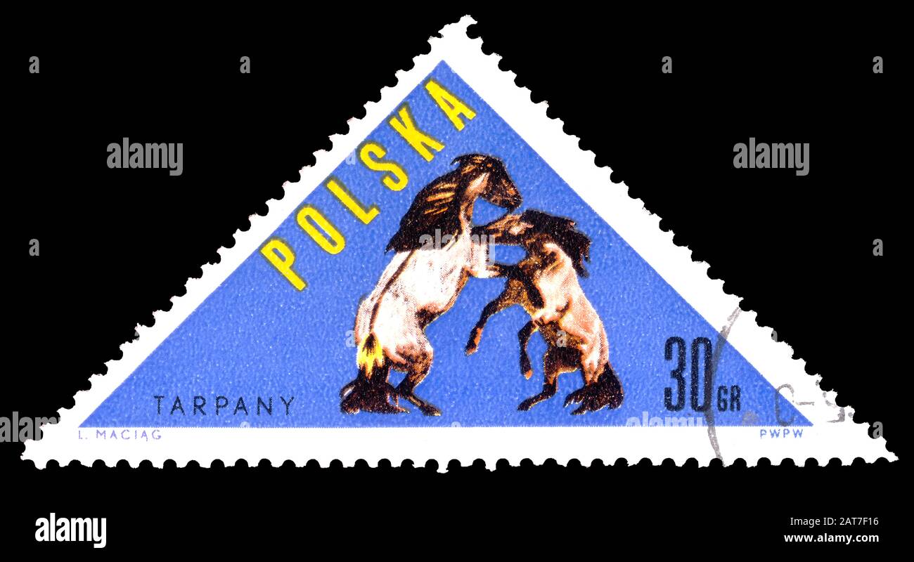 POLAND - CIRCA 1965: Postage stamp printed in Poland shows Horse from ...
