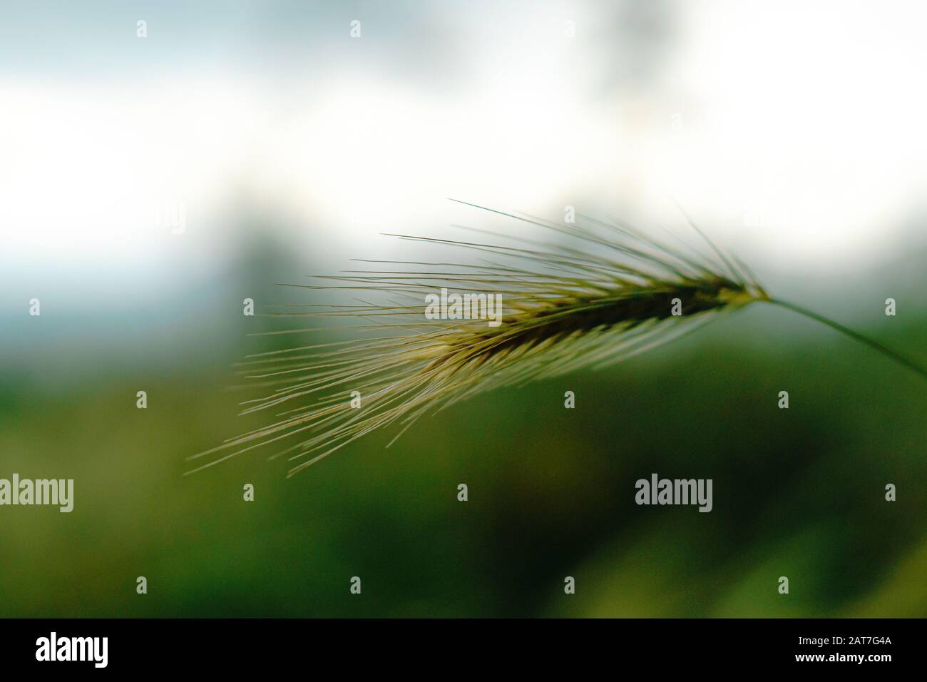 Single head of barley standing out Stock Photo - Alamy