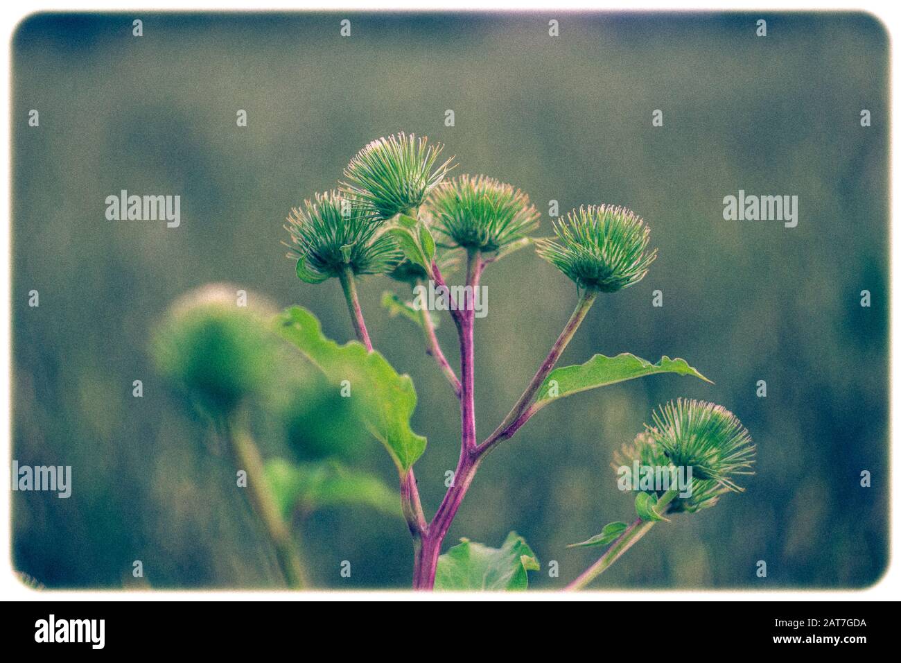 Cross-processed spiky field plant Stock Photo - Alamy