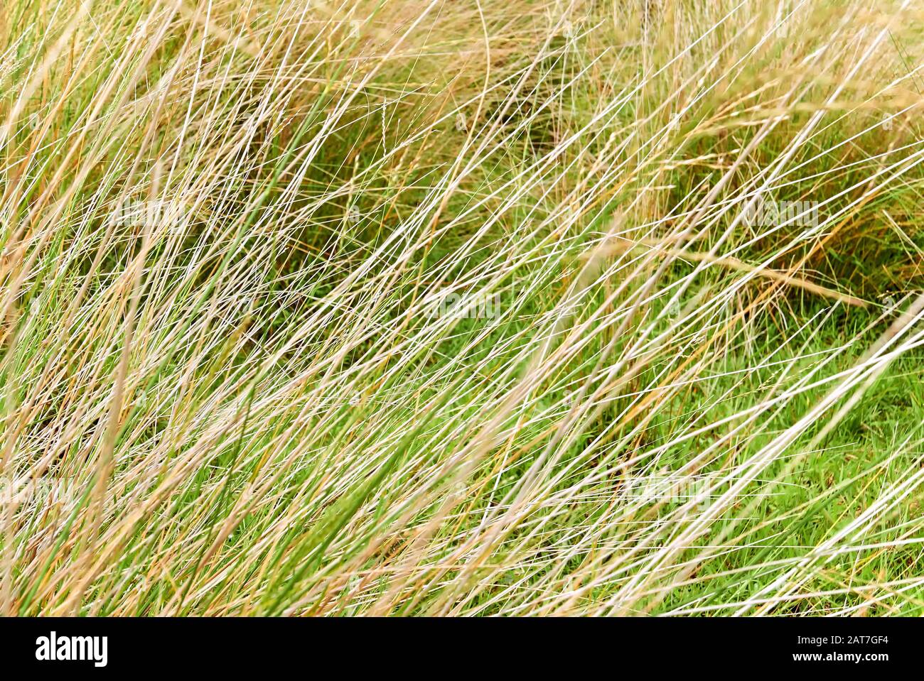 Soft pastel spring grass background hi-res stock photography and images ...
