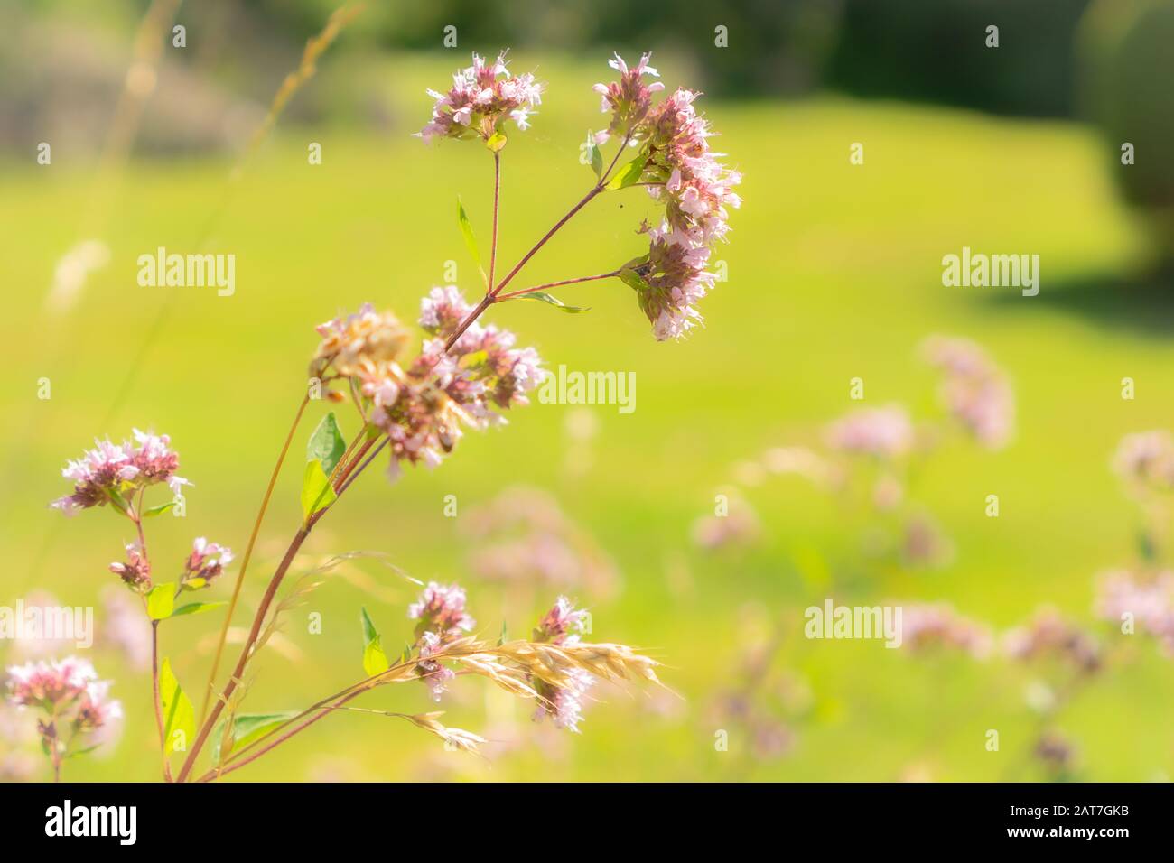 Pink meadow flowers hi-res stock photography and images - Alamy