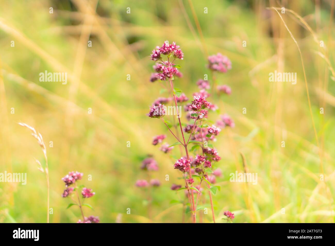 Pink meadow flowers hi-res stock photography and images - Alamy