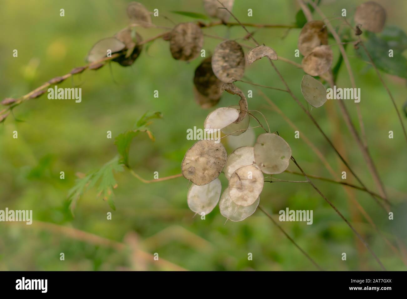 Seed pods detail hi-res stock photography and images - Alamy