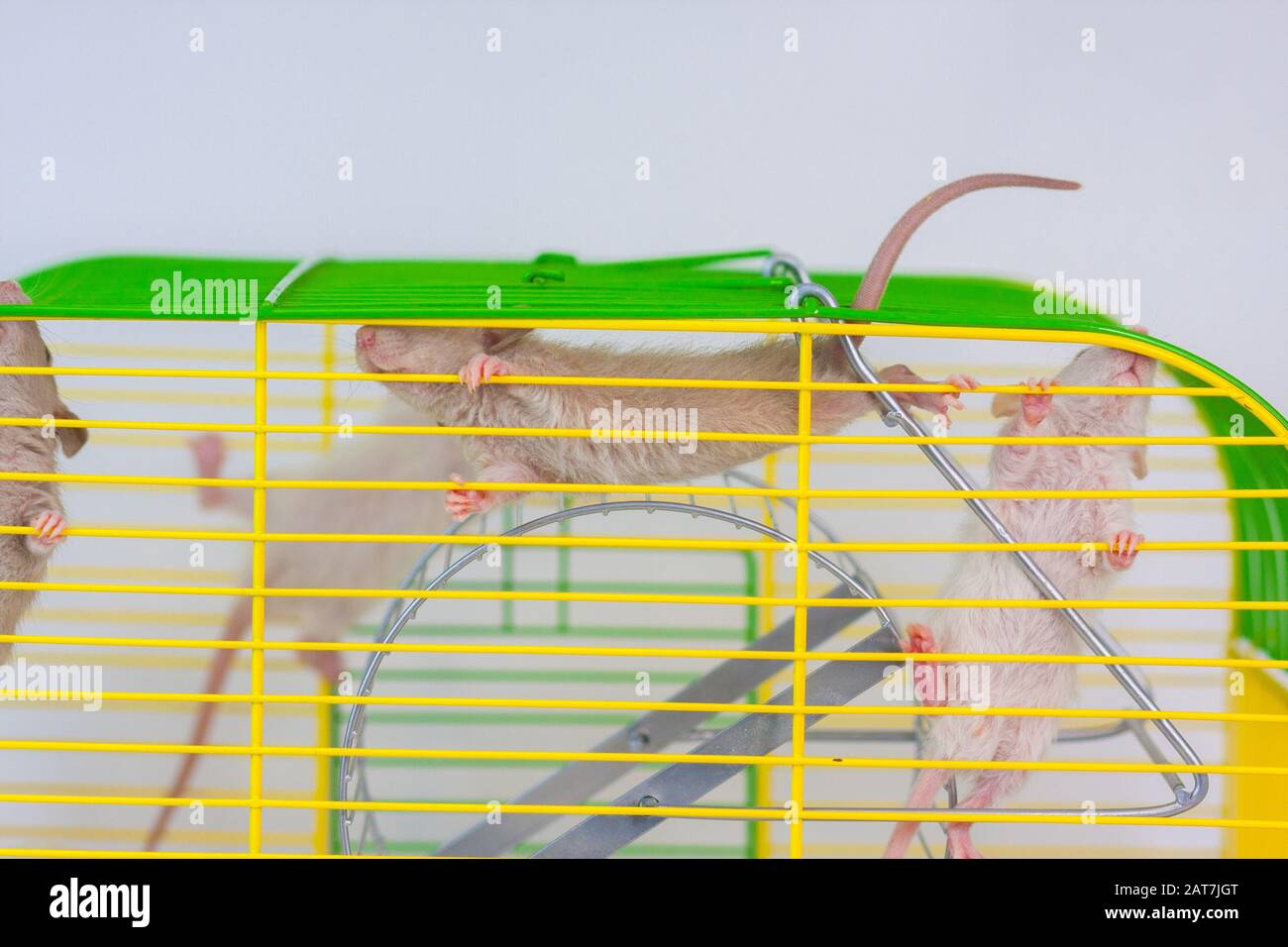 Rats bright in a cage of grass color on a white background. Active mice ...