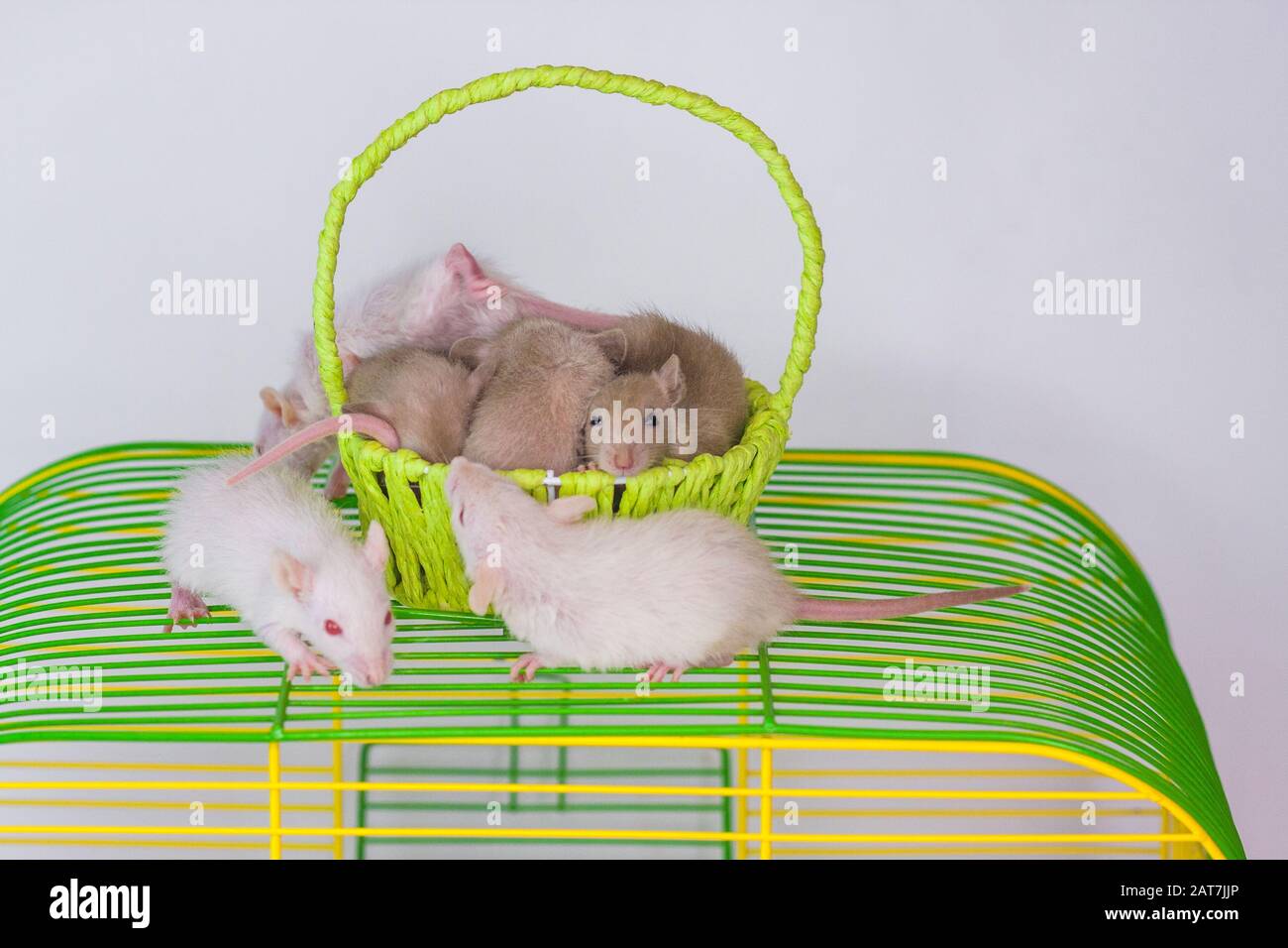 Rats bright in a cage of grass color on a white background. Active mice ...