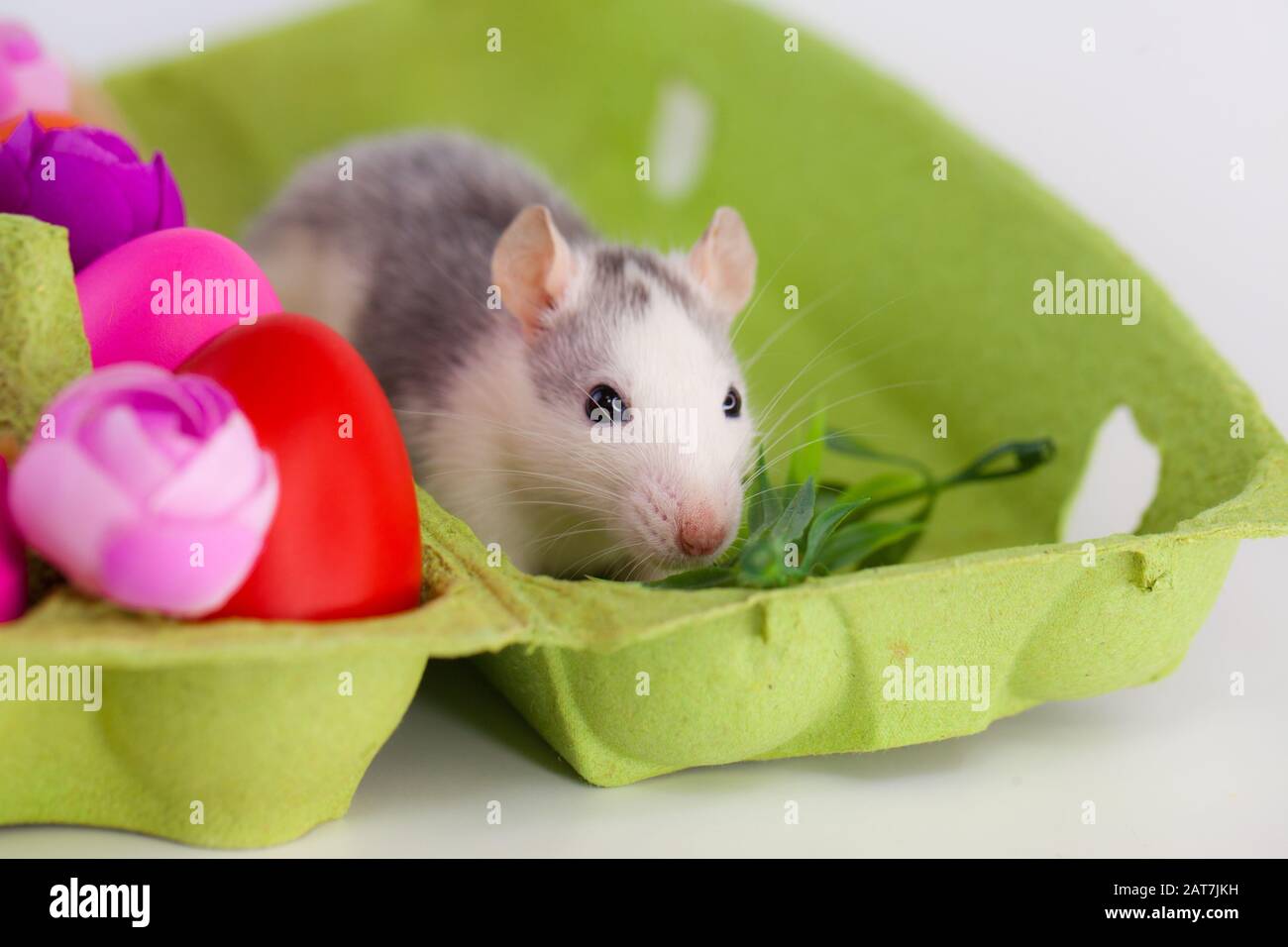 Easter 2020 is the symbol of the Chinese New Year of the Rat. Beautiful ...