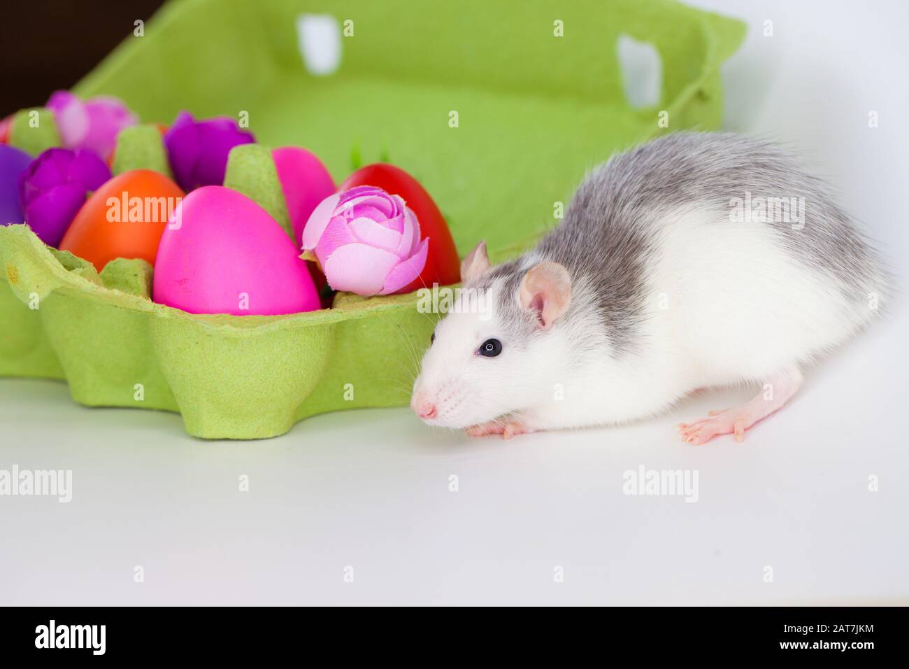 Easter 2020 is the symbol of the Chinese New Year of the Rat. Beautiful ...