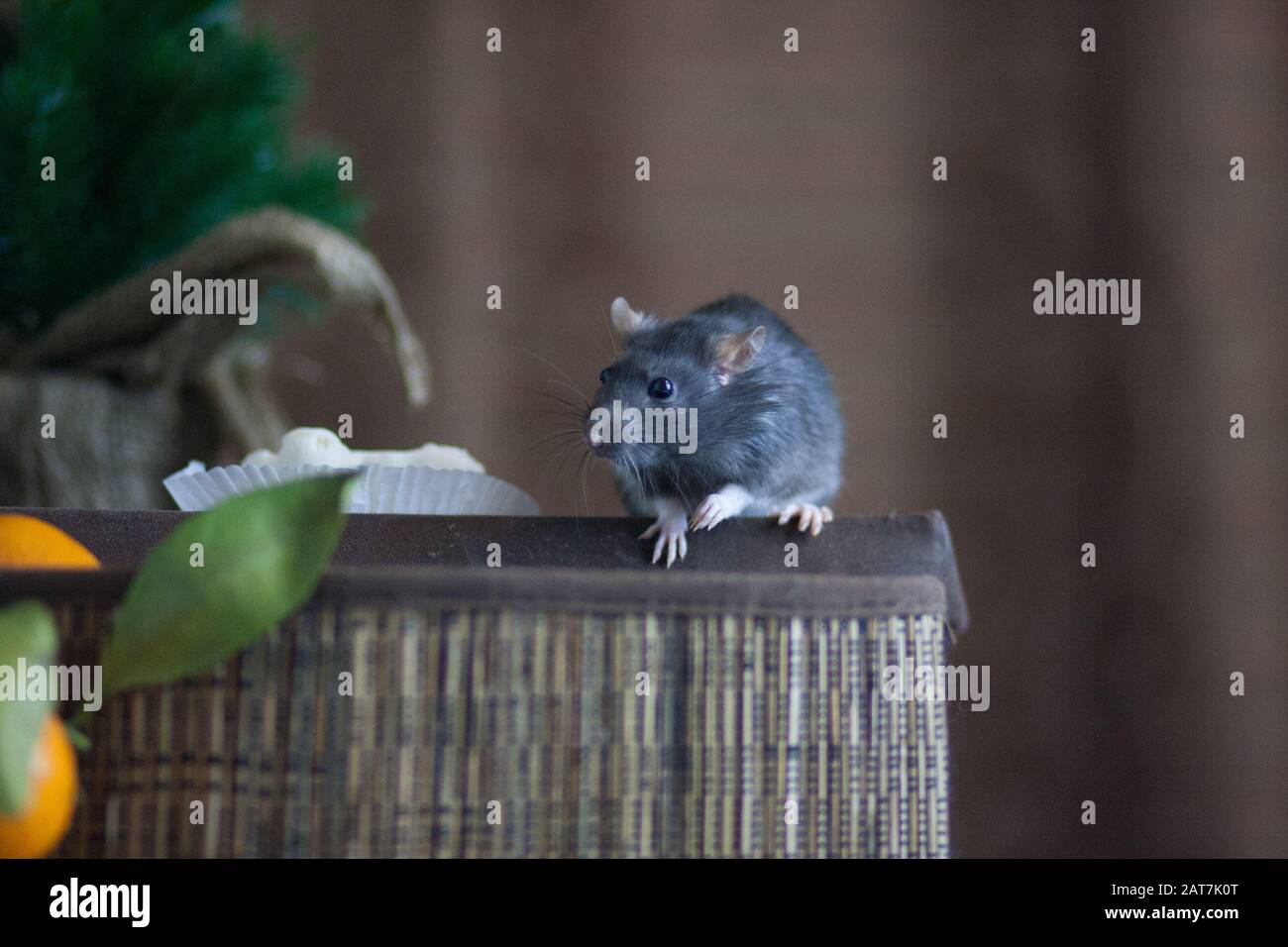The rat is white and New Year's orange. vitamins for nutrition Stock ...