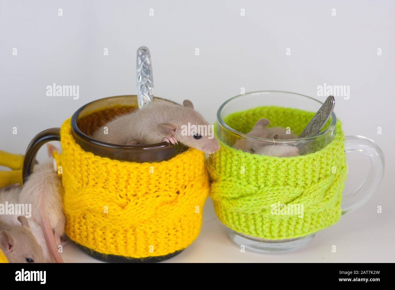 Diet concept..Rats eat food stocks. Unsanitary conditions. Rats in a ...