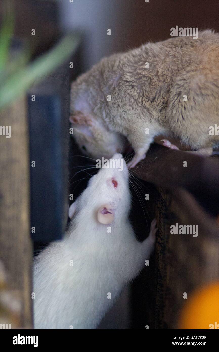 Rats white and beige sniff each other at a meeting. Together power ...
