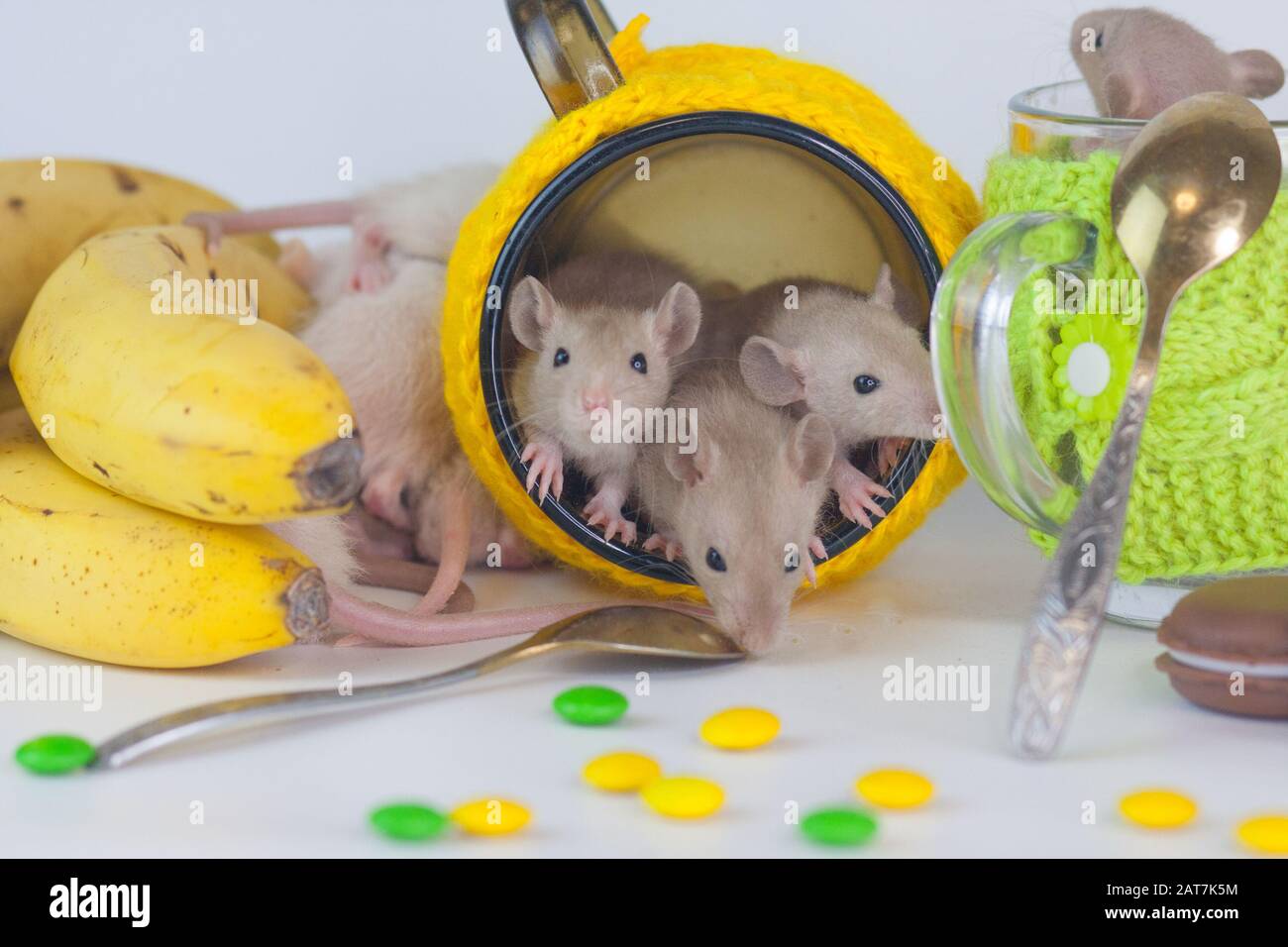 Rats eat food stocks. Unsanitary conditions. Rats in a mug of tea ...