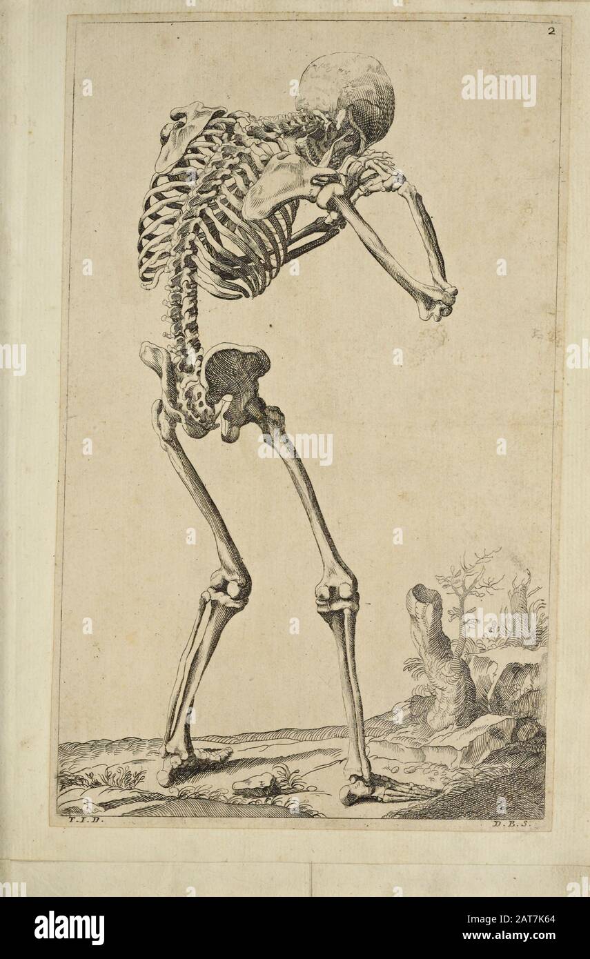 Male full body back skeleton woodcut print at the opening of the Human ...