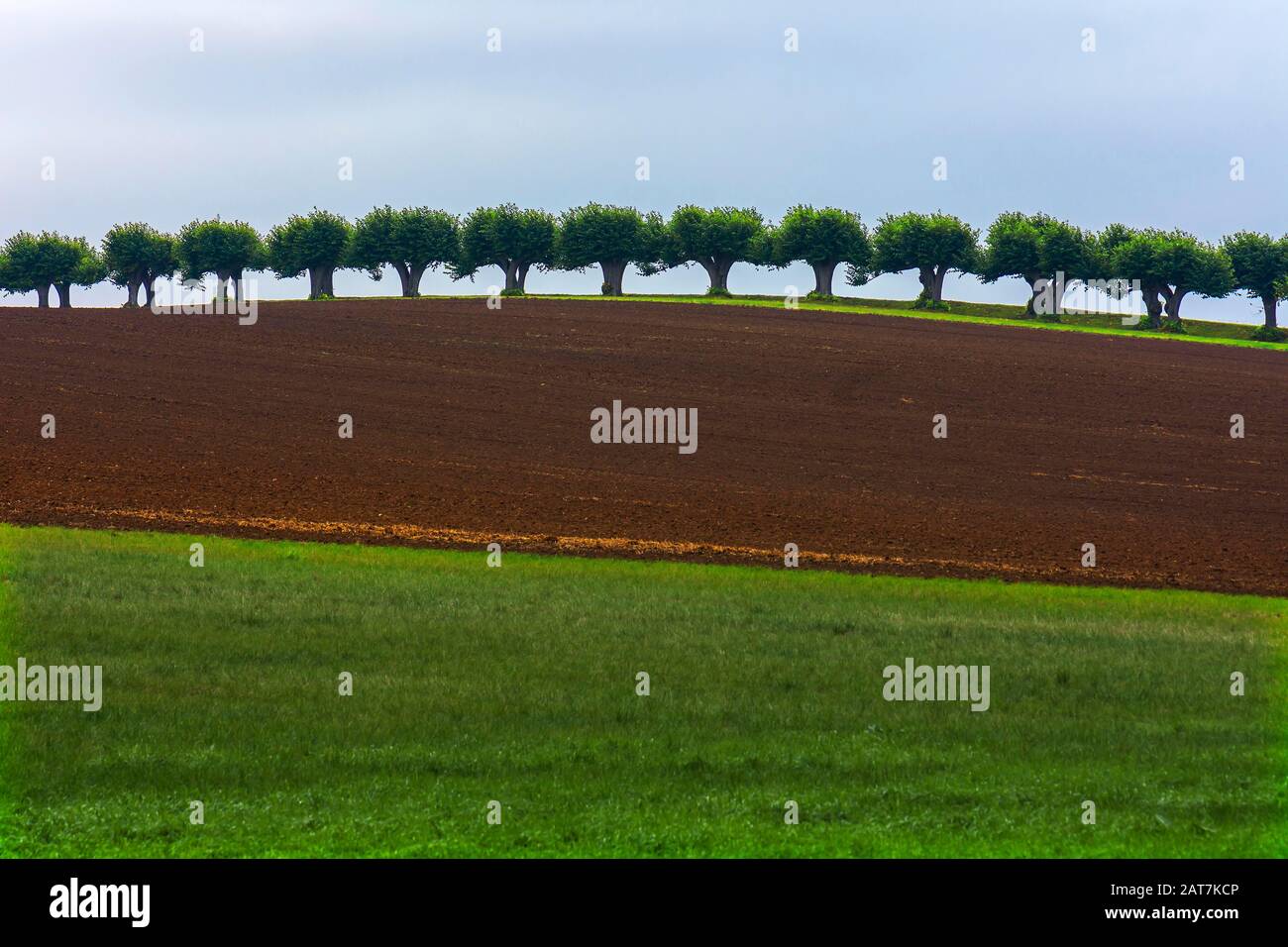 Dutch lime alley tilia x europaea at bothmer castle hi-res stock ...