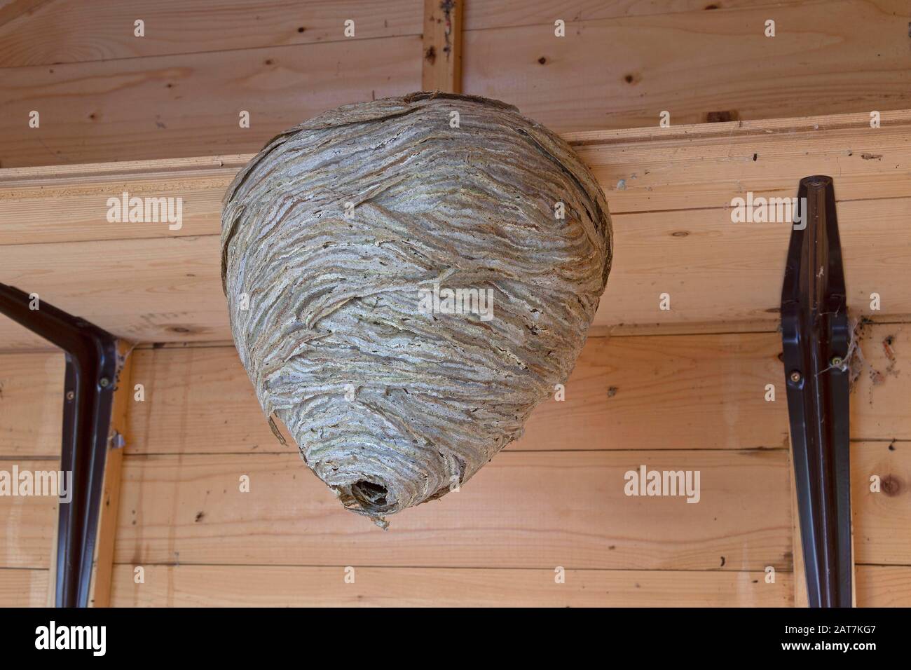 Wasps' nest hanging from a wooden ceiling, Schleswig-Holstein, Germany ...