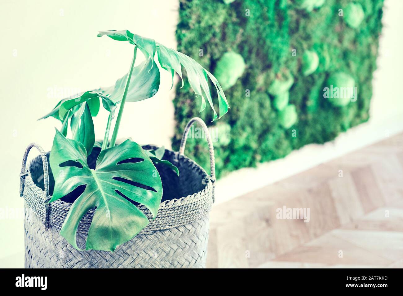 Philodendron monstera plant in basket at home Stock Photo - Alamy
