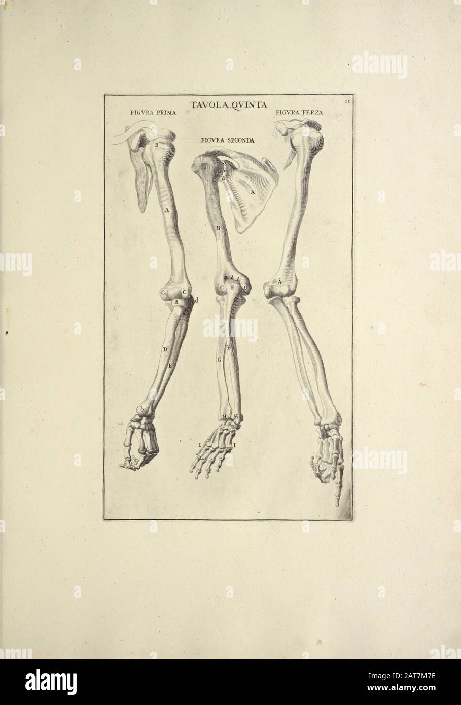 woodcut print of Human Anatomy skeleton Arms from Anatomia per uso et ...