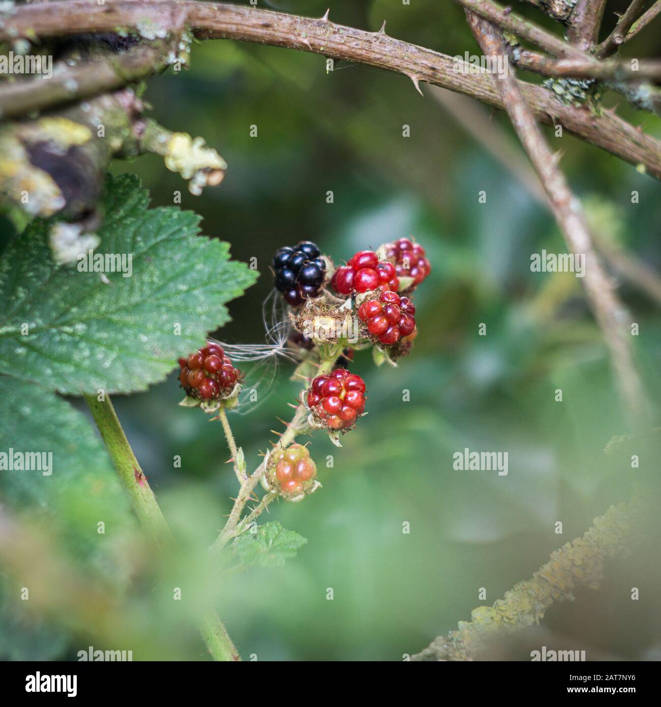 Hedgerow fruit for wildlife hi-res stock photography and images - Alamy