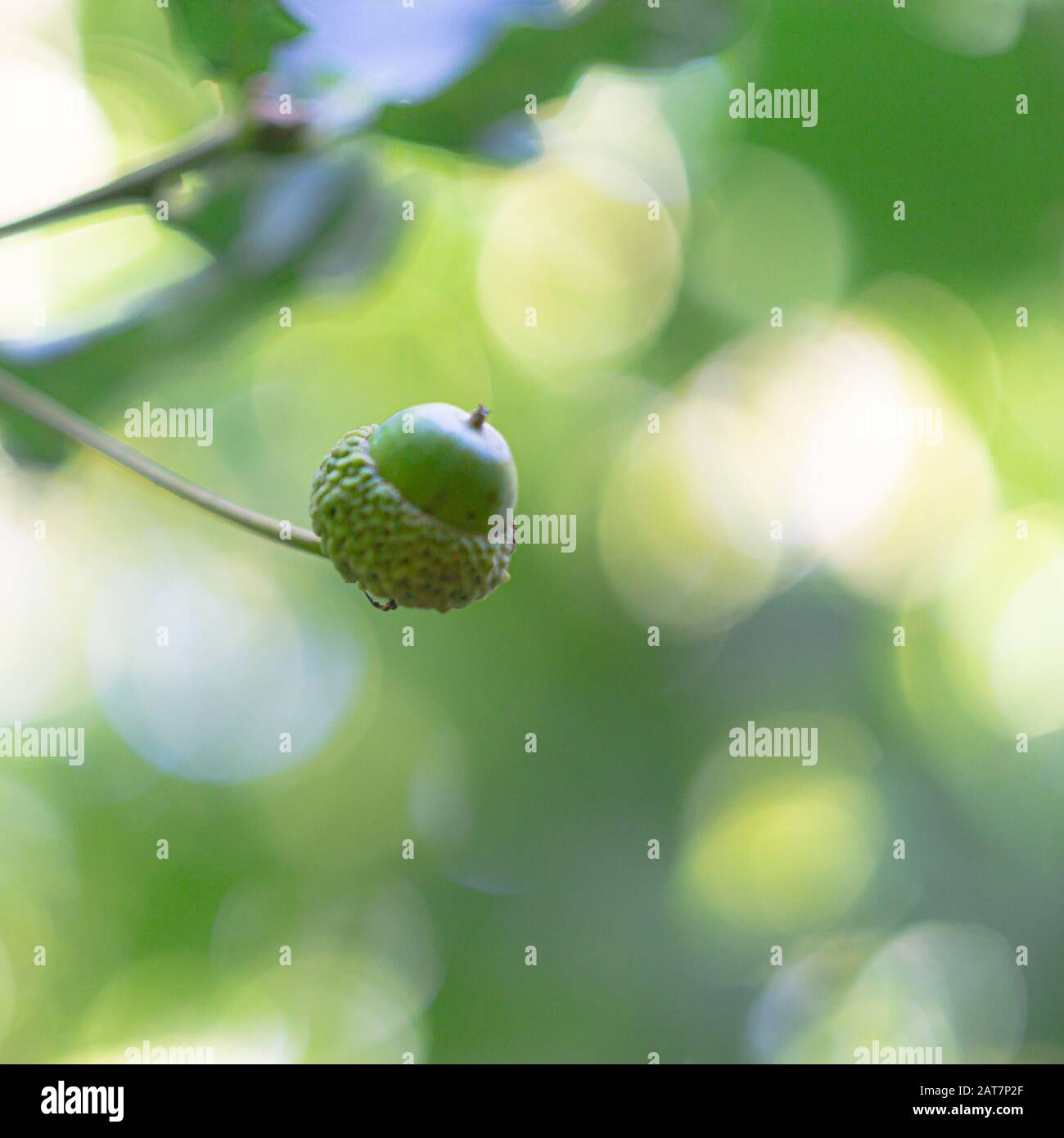 Single green acorn on a tree Stock Photo - Alamy