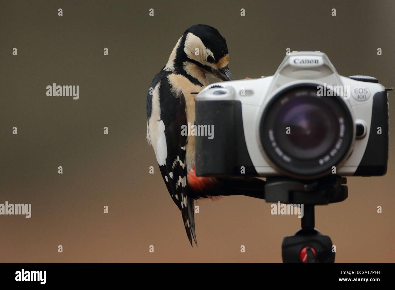 bird on camera Stock Photo - Alamy