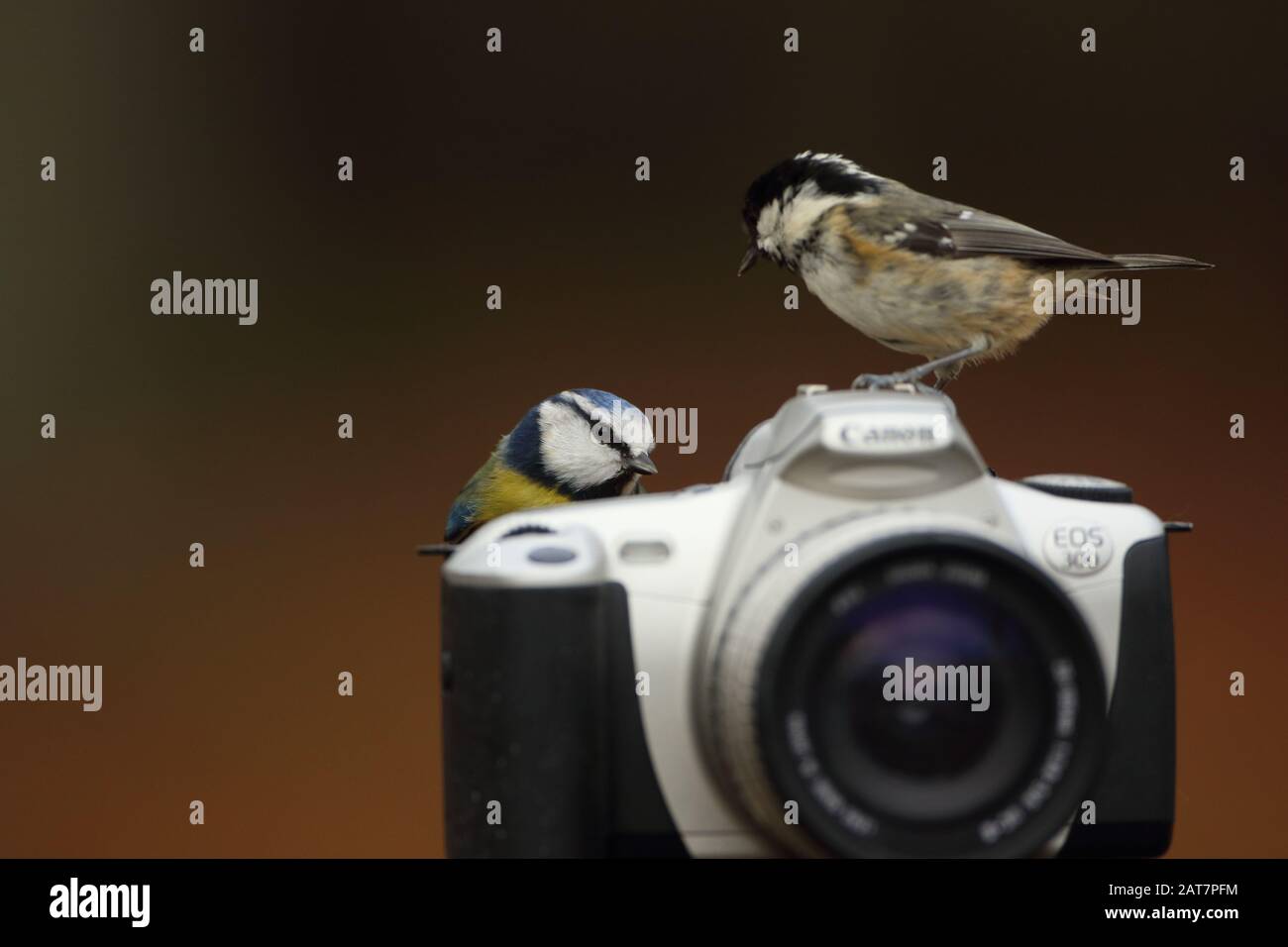 bird on camera Stock Photo - Alamy