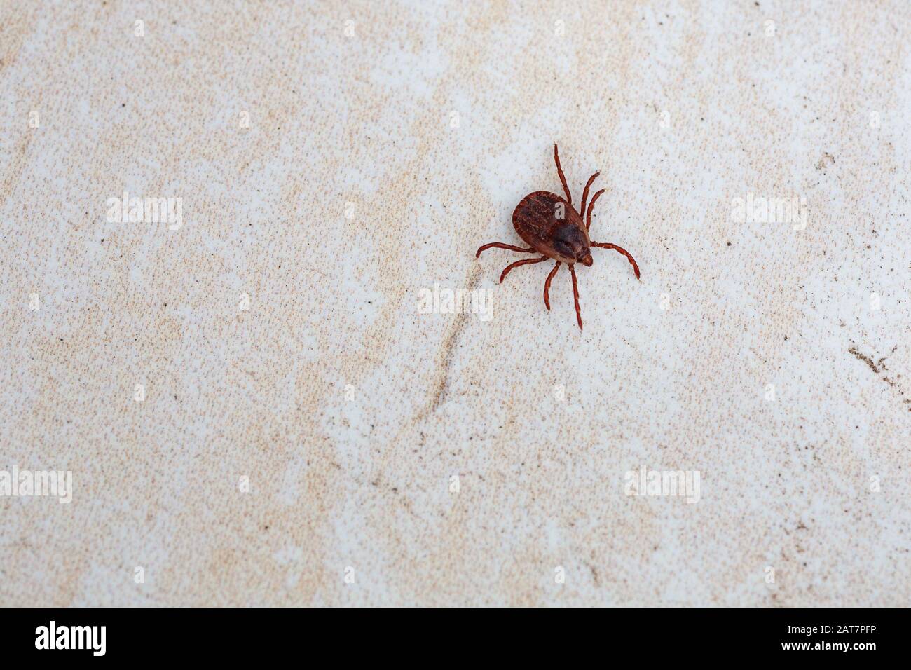 A true ixodid mite blood sucking parasite carrying the acarid disease ...