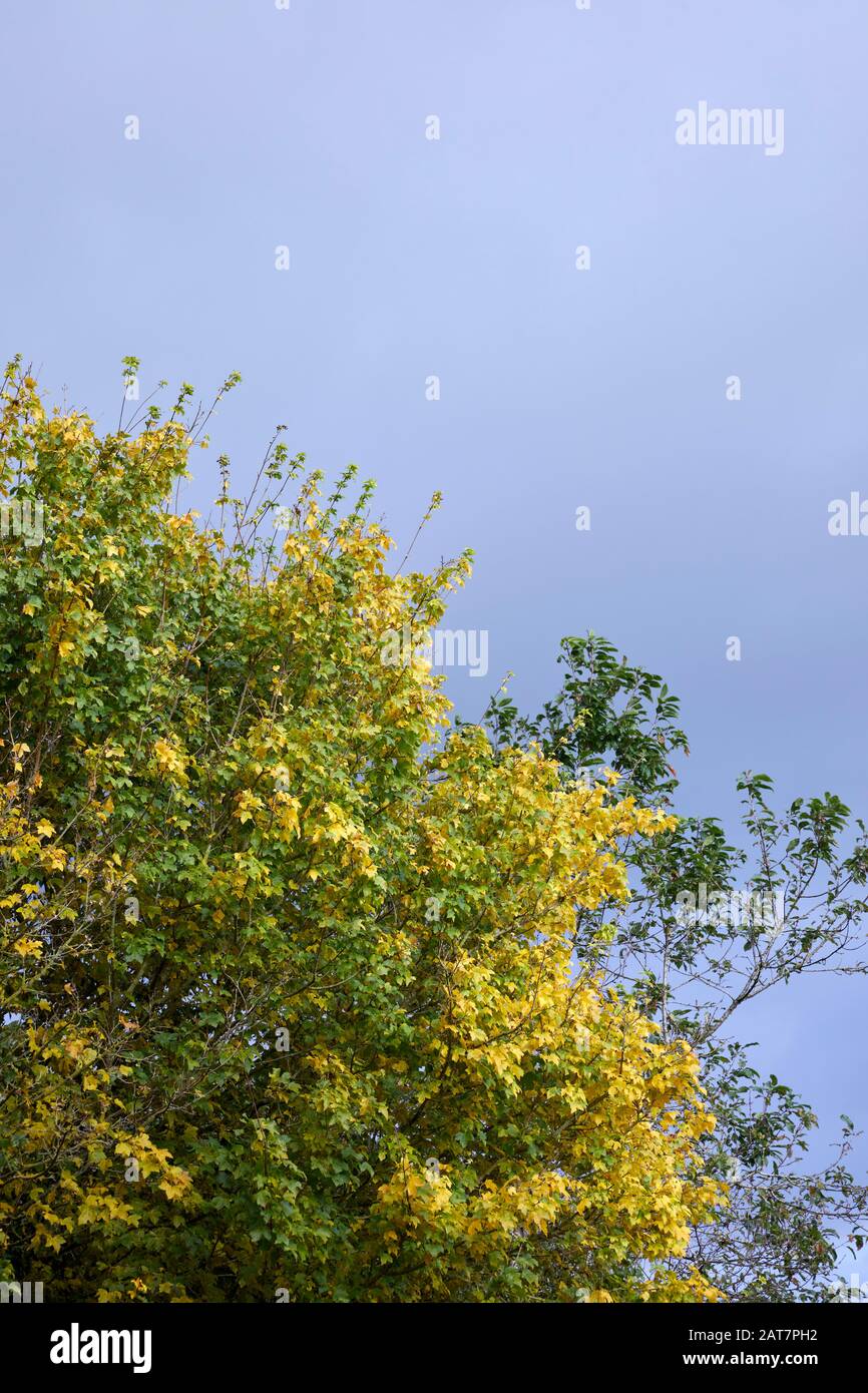 A cloud of insects swarm around a Field Maple in full Autumn leaf ...