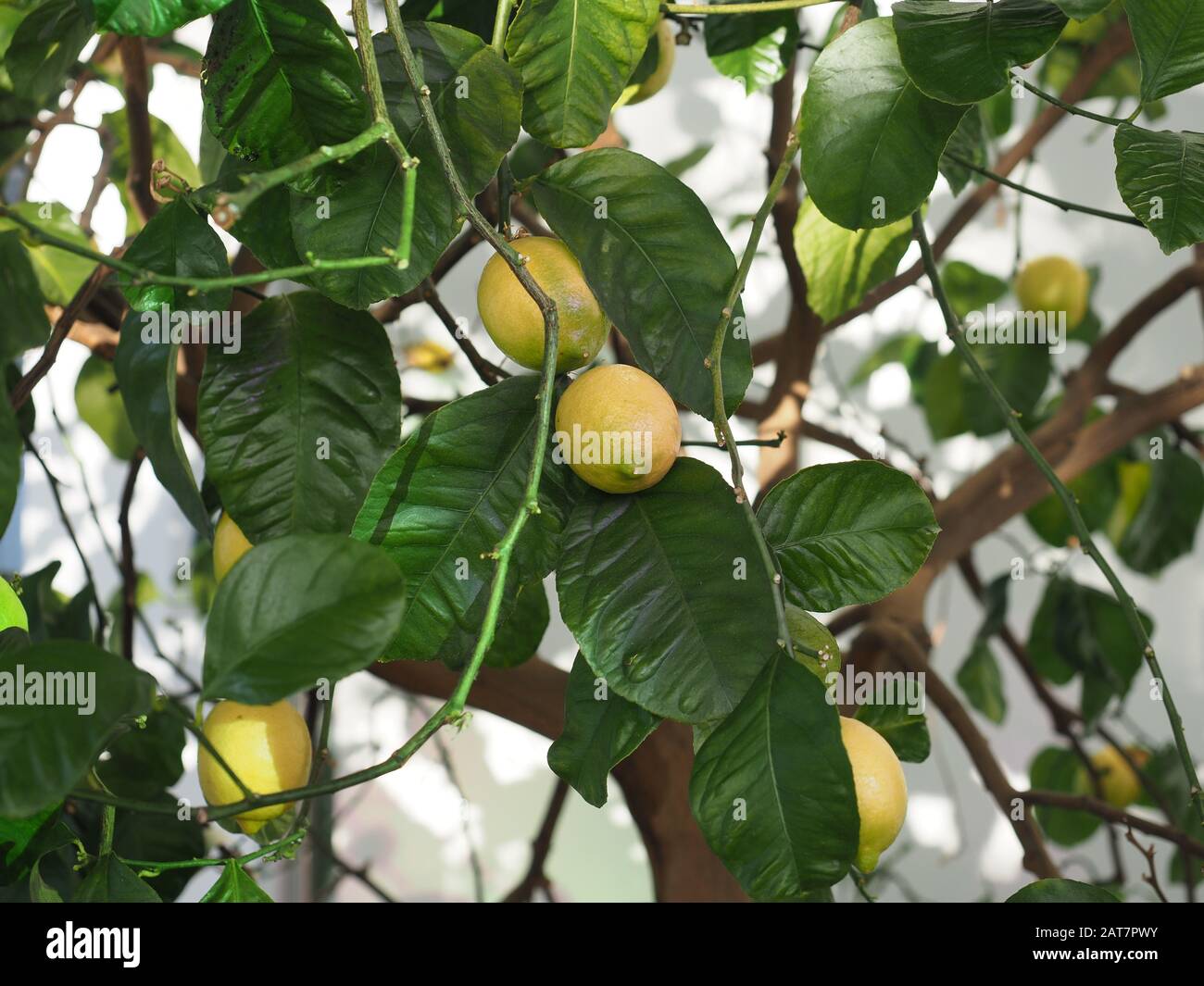 yellow lemon (Citrus x limon) fruit vegetarian food Stock Photo - Alamy