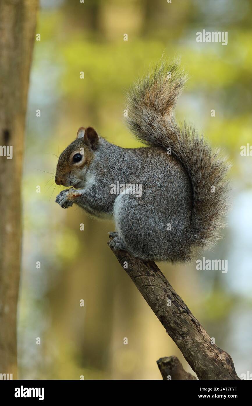 Bird tables hi-res stock photography and images - Alamy