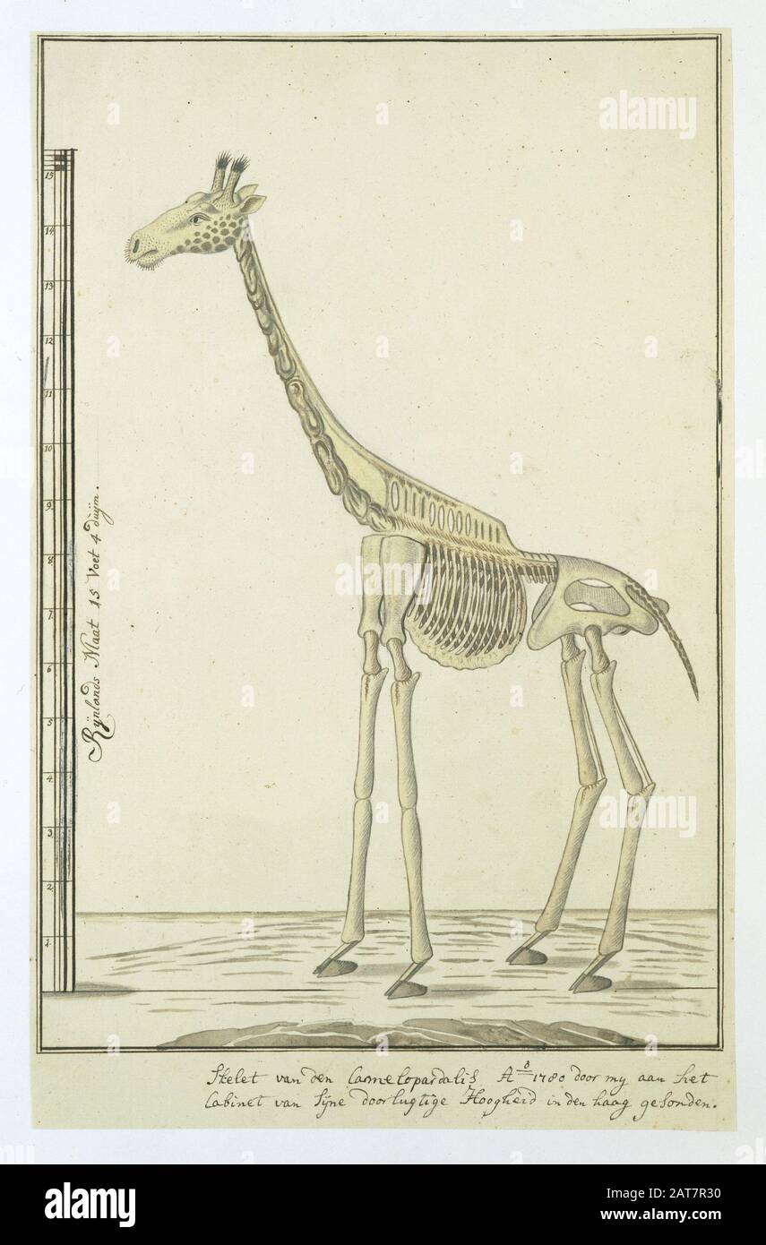 Giraffe skeleton drawing hi-res stock photography and images - Alamy