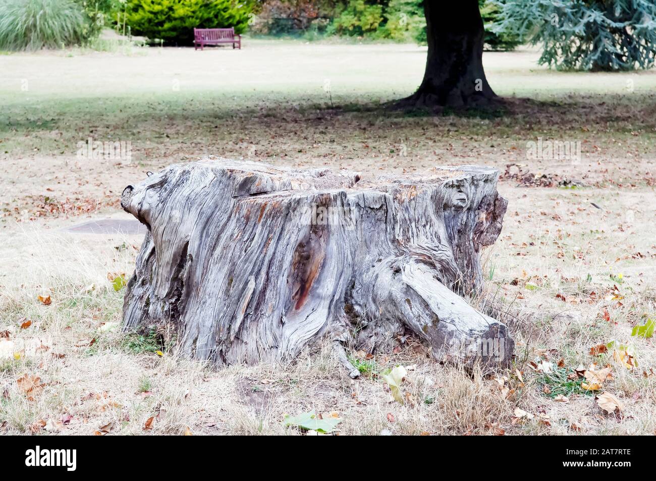 A large wooden tree stump Stock Photo - Alamy