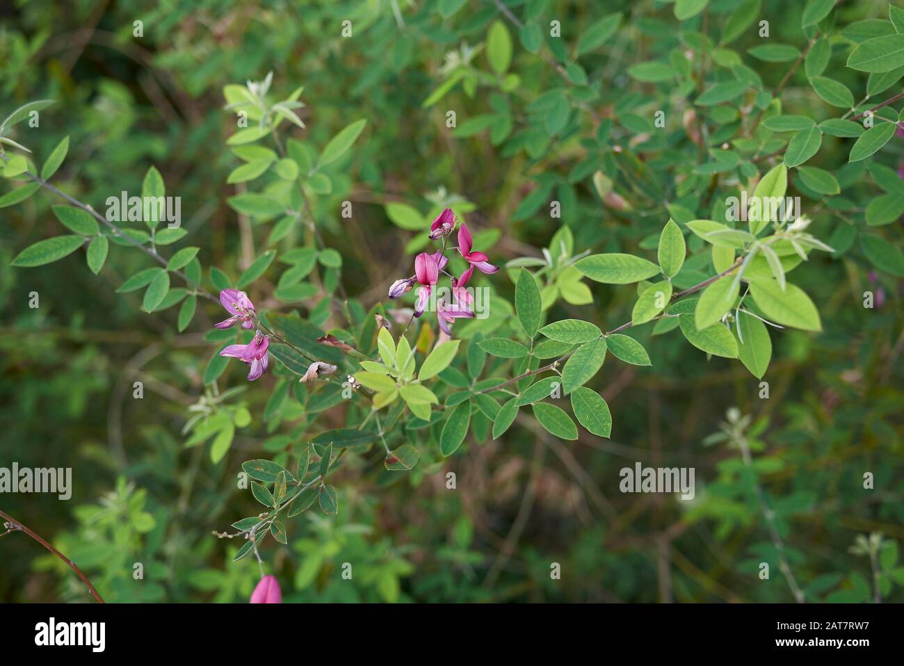 purple flowers and fresh foliage of Lespedeza bicolor shrub Stock Photo ...