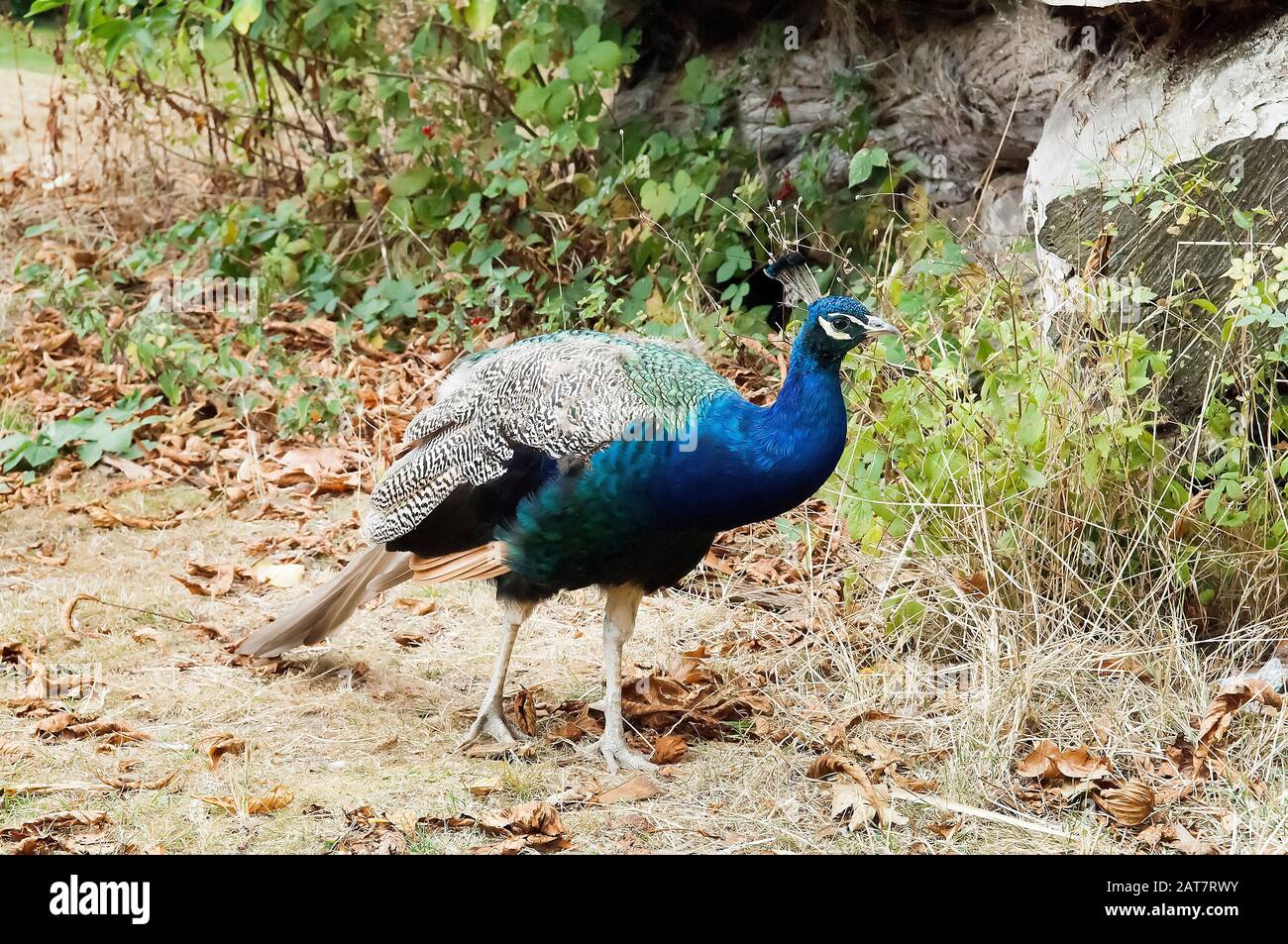 A male peacock, Indian peafowl Stock Photo - Alamy
