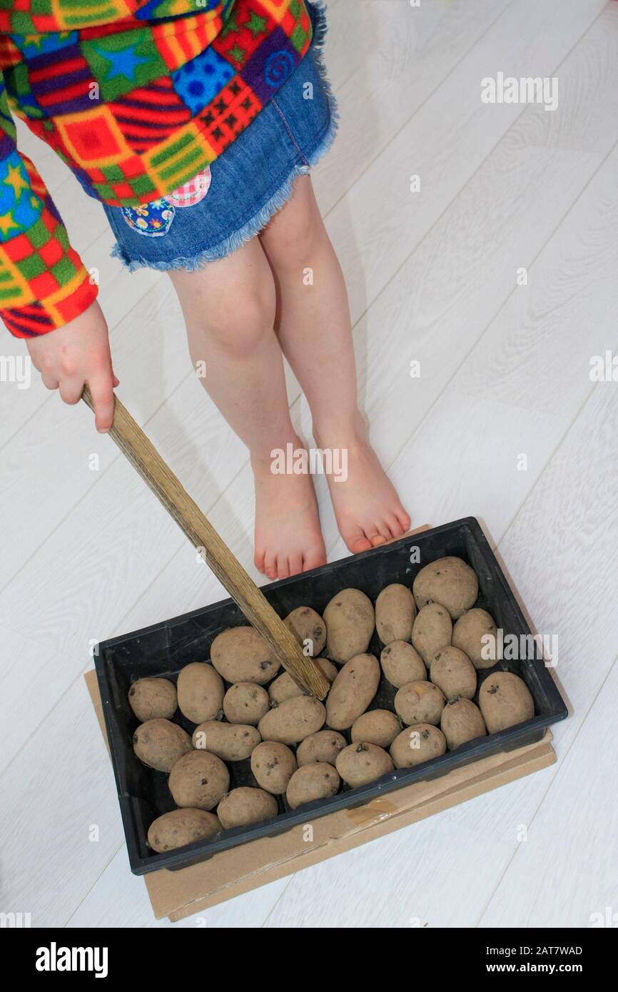 Young girl counting potatoes with a stick Stock Photo - Alamy