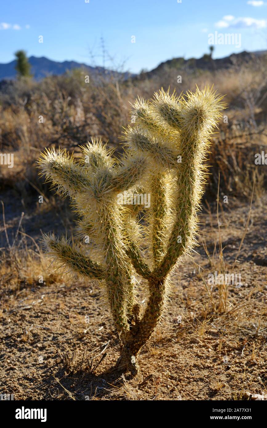 Blossom of a joshua tree hi-res stock photography and images - Alamy