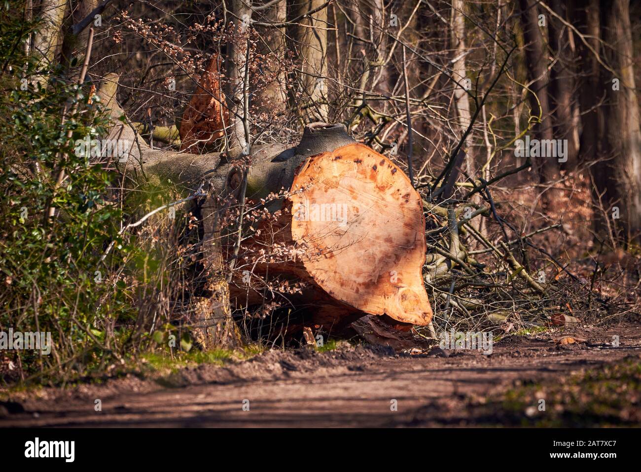Very Old Tree Knocked Down by Storm, Cuted in Pieces Stock Photo - Alamy