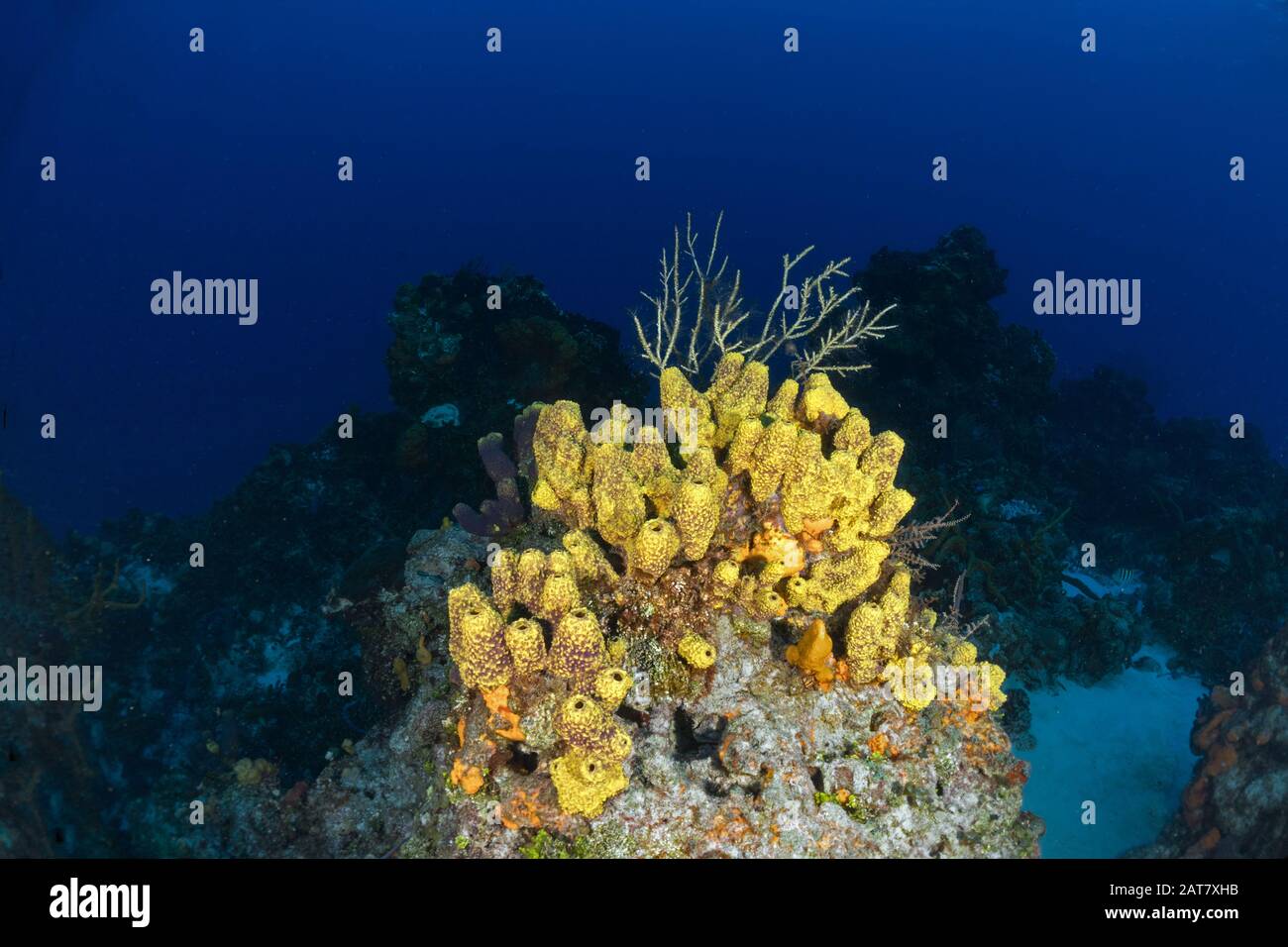 reef scene,sponge, sea fan Stock Photo - Alamy