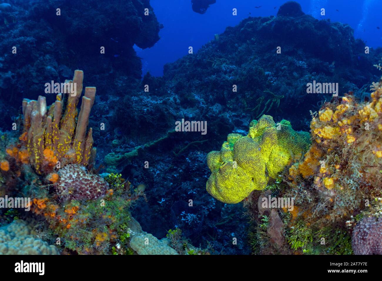 reef scene,sponge, sea fan Stock Photo - Alamy