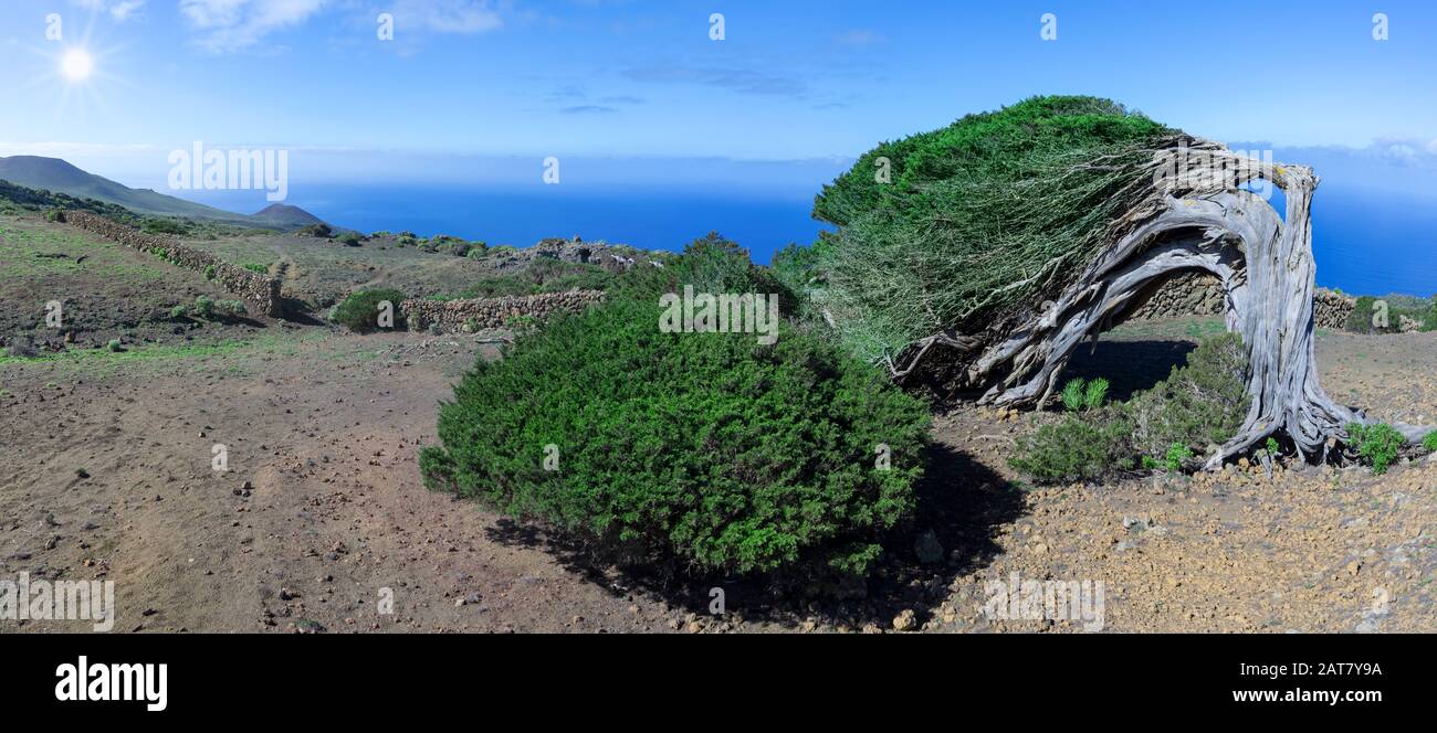 El Hierro island - old bent juniper tree with juniper bush in the ...