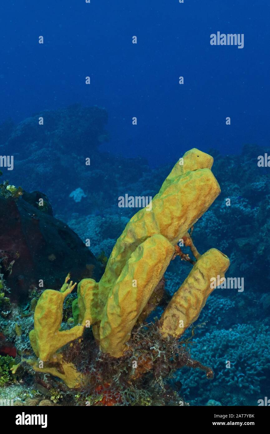 reef scene,sponge, sea fan Stock Photo - Alamy