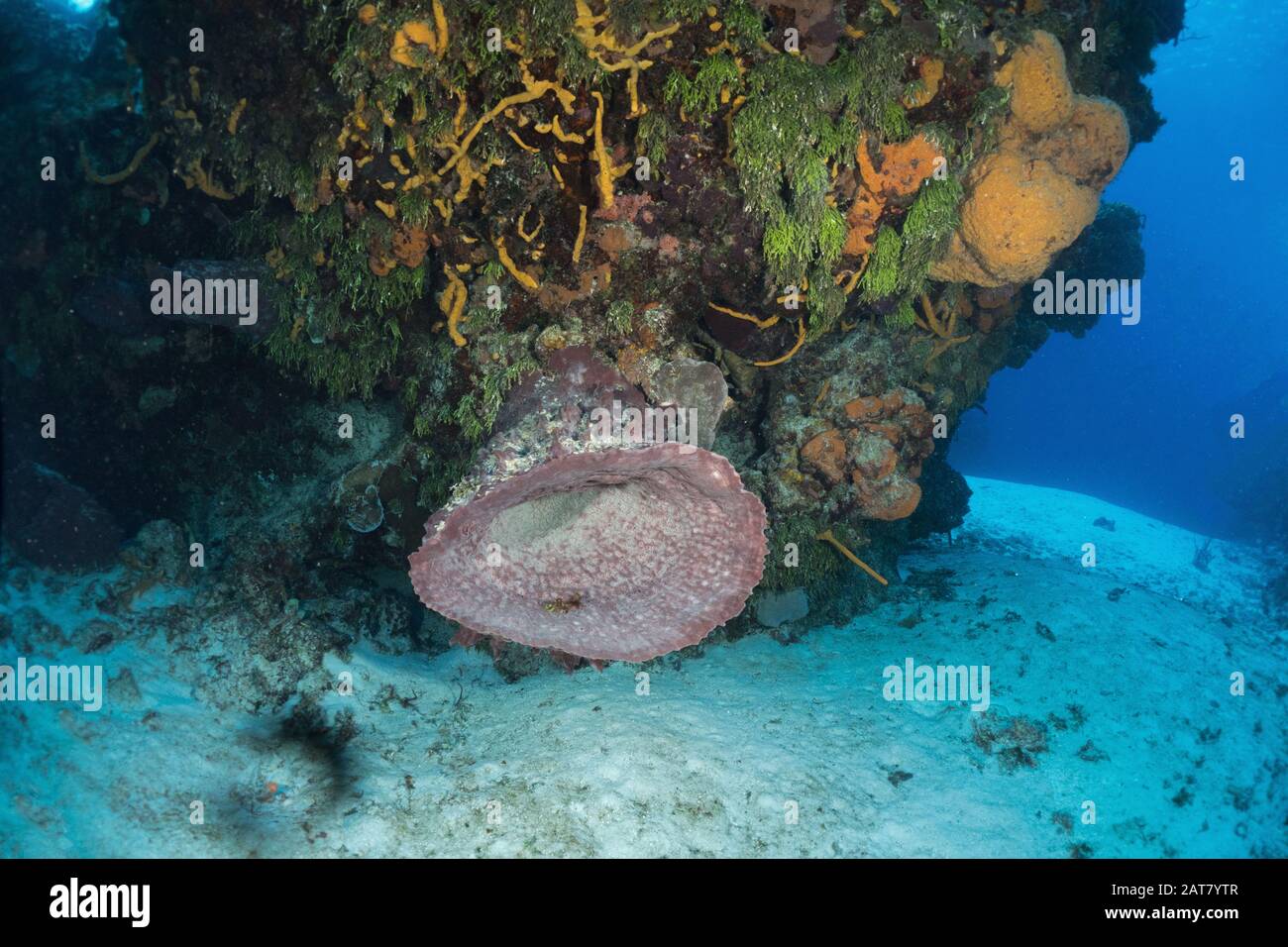 reef scene,sponge, sea fan Stock Photo - Alamy