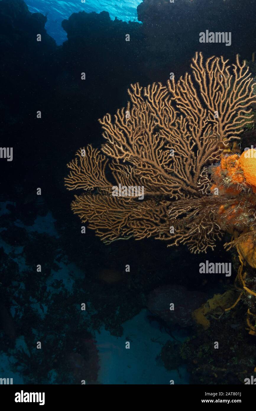 Sponge reef scene scuba hi-res stock photography and images - Alamy