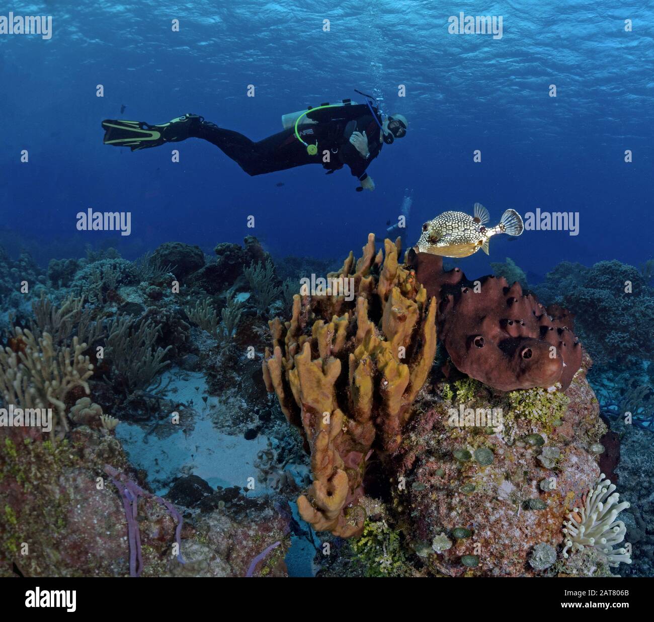reef scene,sponge, sea fan Stock Photo - Alamy